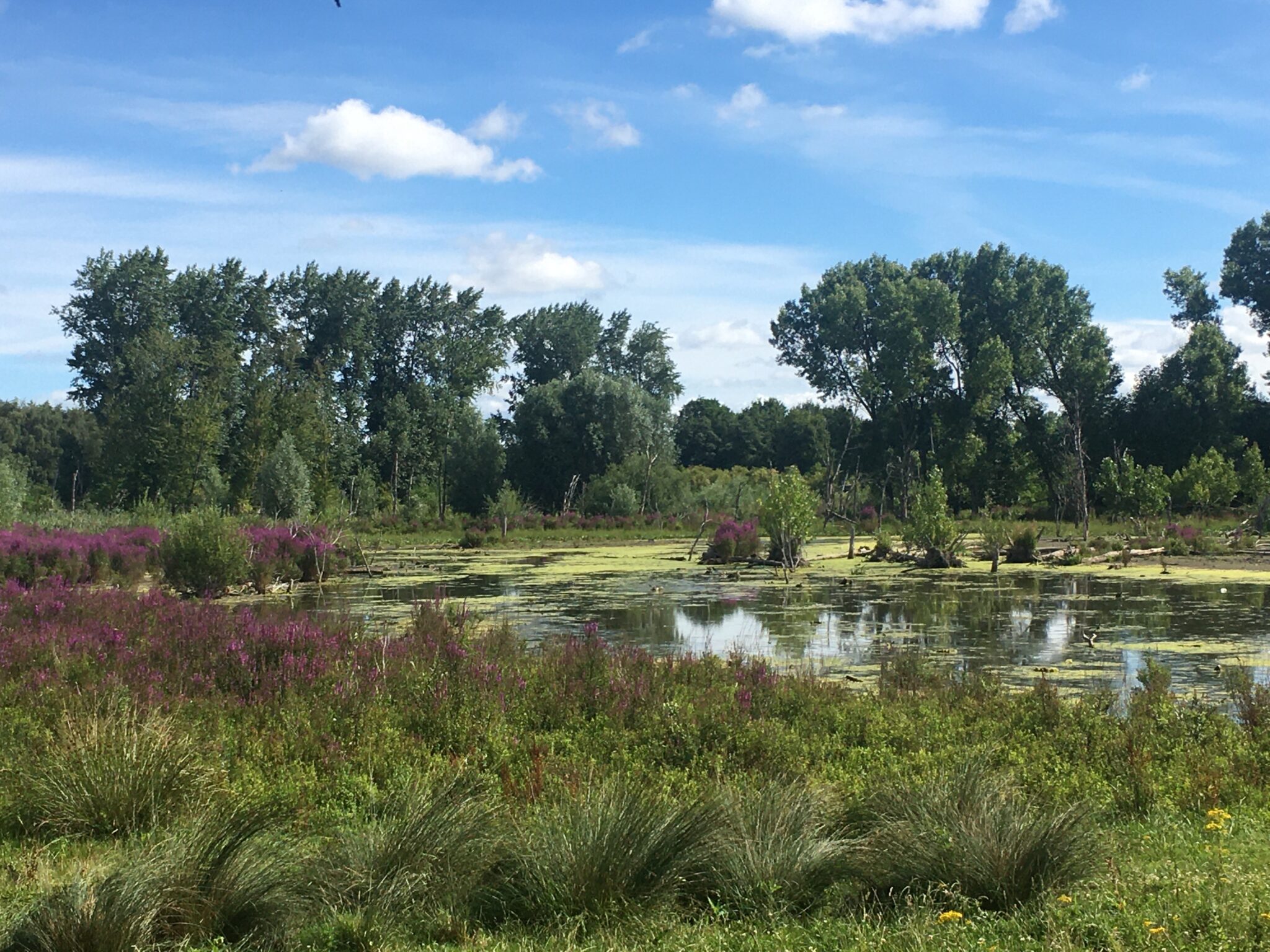 rotterdamsommelandpad.nl – Wandel mee op de grens tussen stad & land